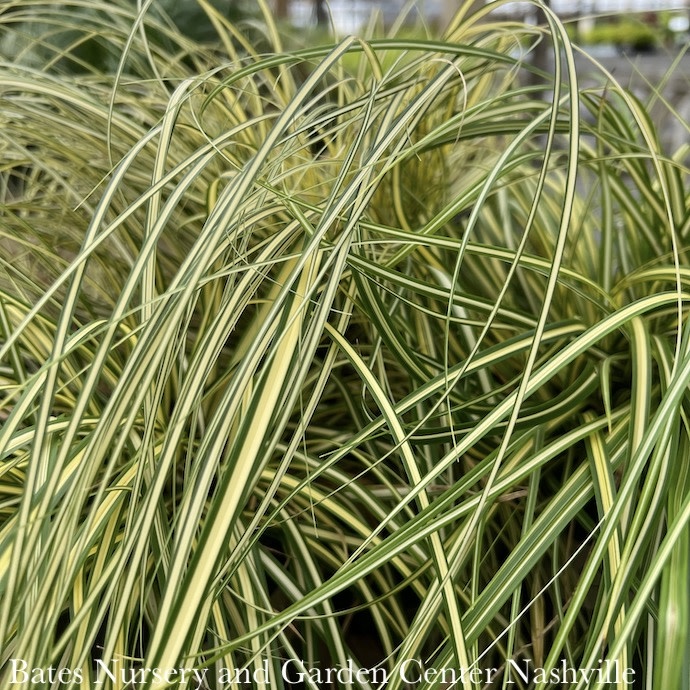 Carex Everoro