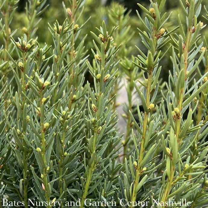 C80-Taxus / Yew #3 Taxus x media PW Stonehenge/ Columnar Yew - Bates ...