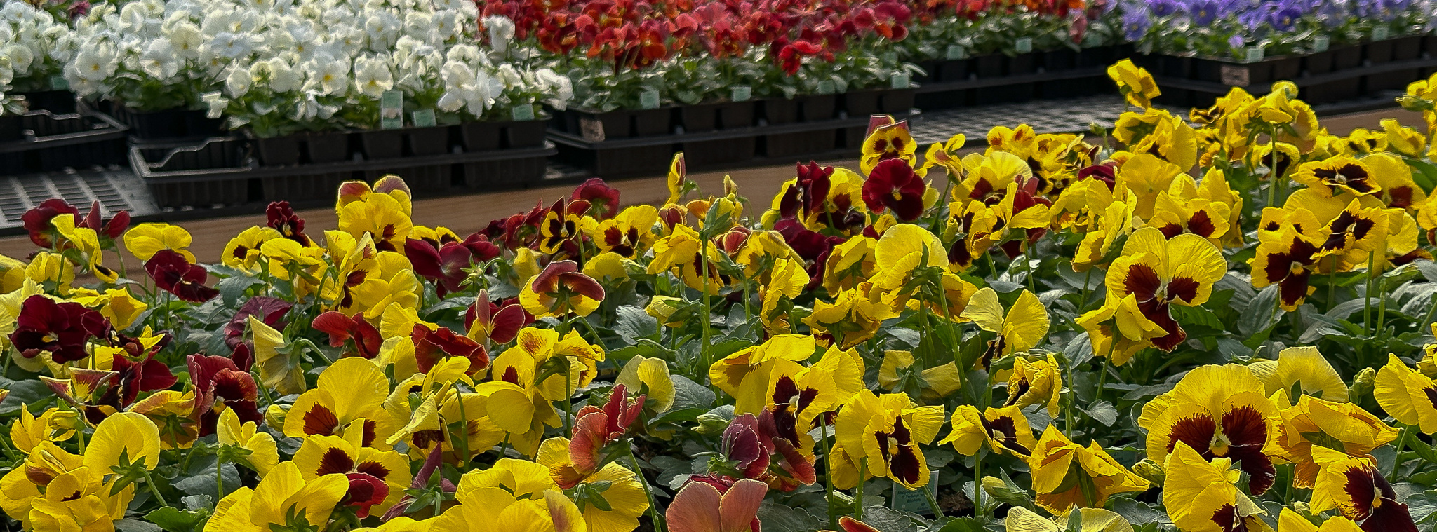 Bates Nursery & Garden Center - Bates Nursery & Garden Center