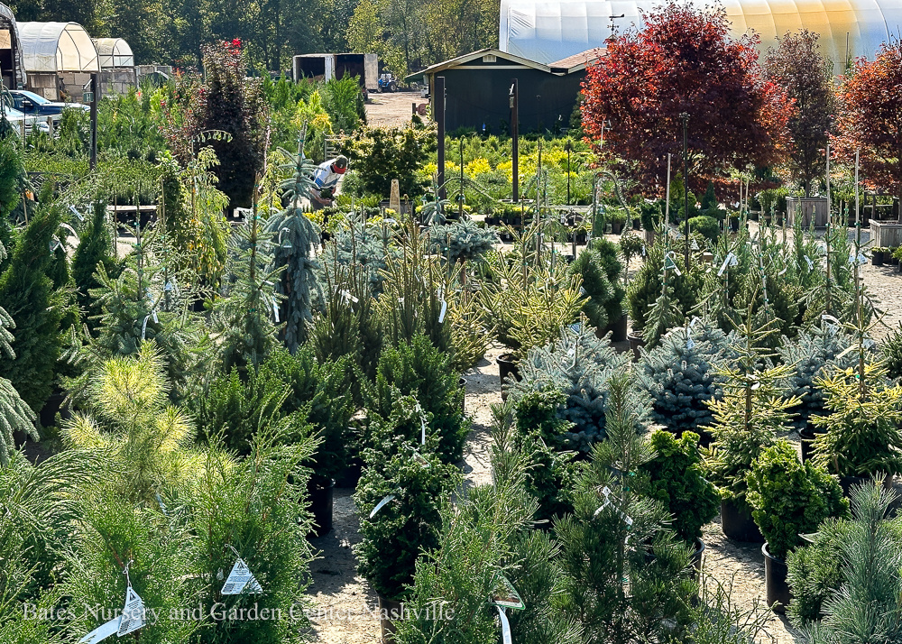 Bates Nursery & Garden Center - Bates Nursery & Garden Center