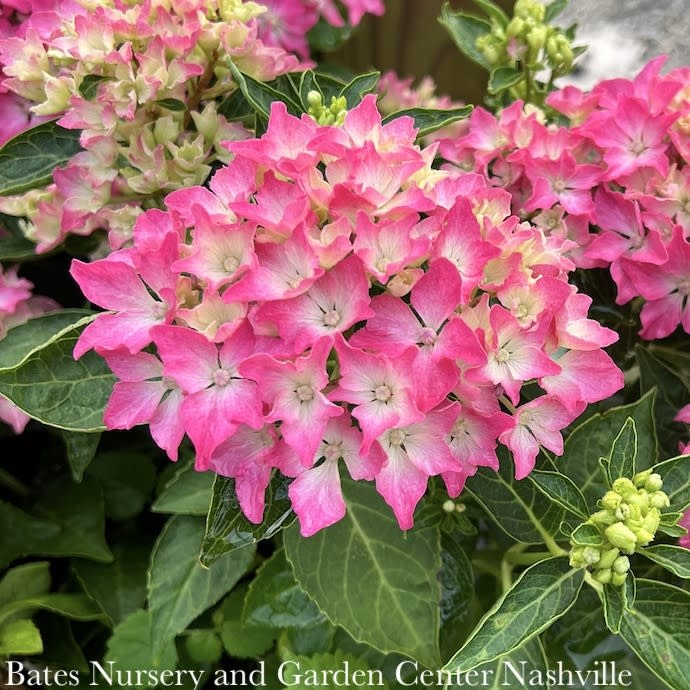 D45-Hydrangea #2 Hydrangea mac Pink Elf (Pia)/ Bigleaf/ Dwarf Mophead ...