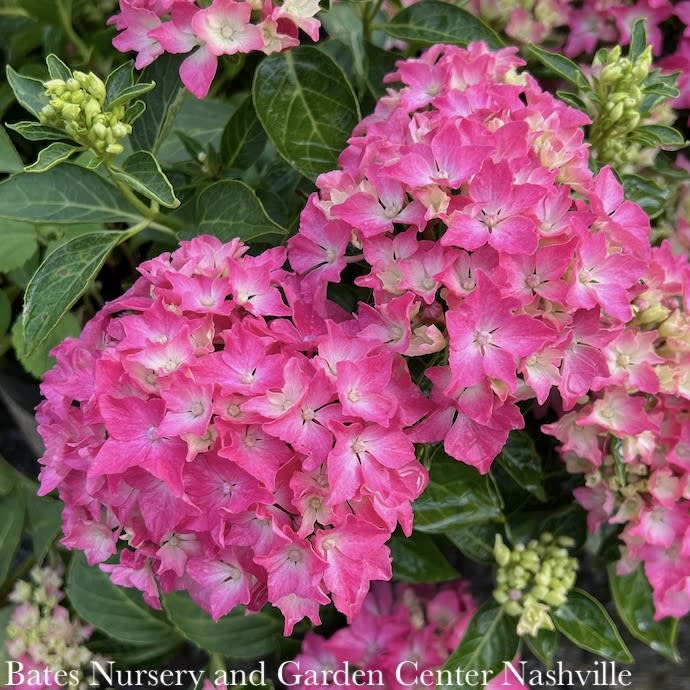 D45-Hydrangea #2 Hydrangea mac Pink Elf (Pia)/ Bigleaf/ Dwarf Mophead ...