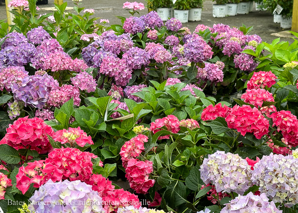 Bates Nursery & Garden Center - Bates Nursery & Garden Center