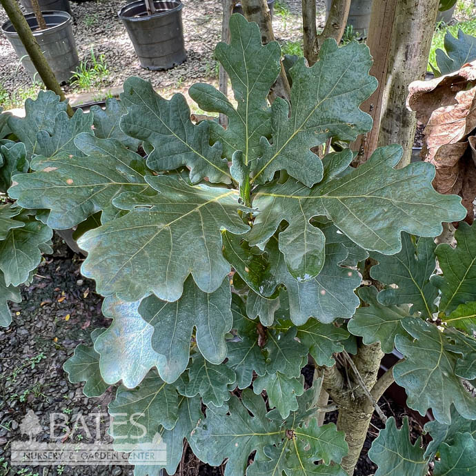 T80-Quercus / Oak #30 Quercus robur fastigiata Skyrocket/ Columnar ...