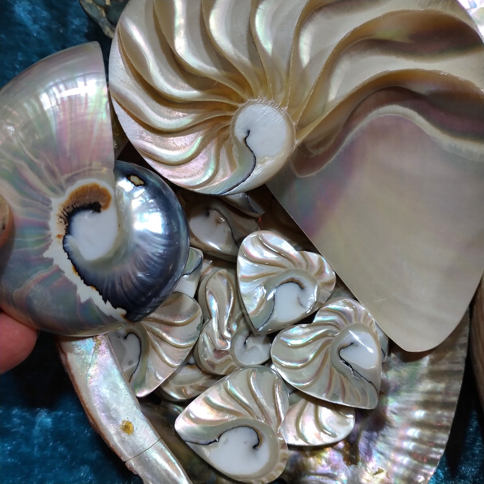 Nautilus Shell
