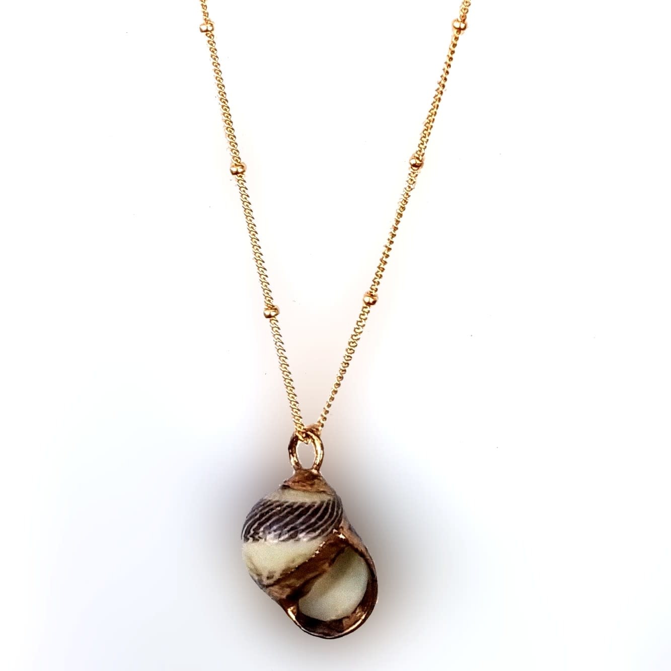 Nerita Shell Pendant on Gold-filled Satellite Necklace Chain - Bead ...