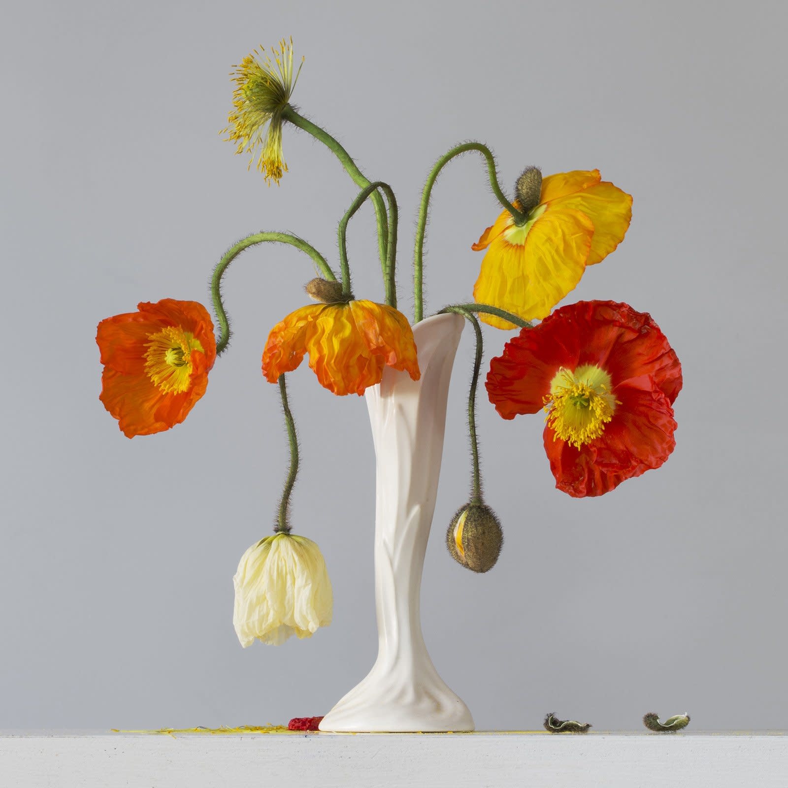 Emma Bass - Poppies 6.56 pm - Becker Minty