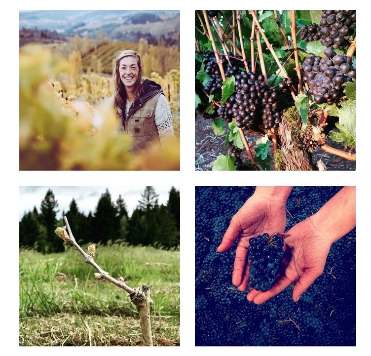 The Color Collector Gamay Noir Columbia Gorge 2024 - Royal Wine ...
