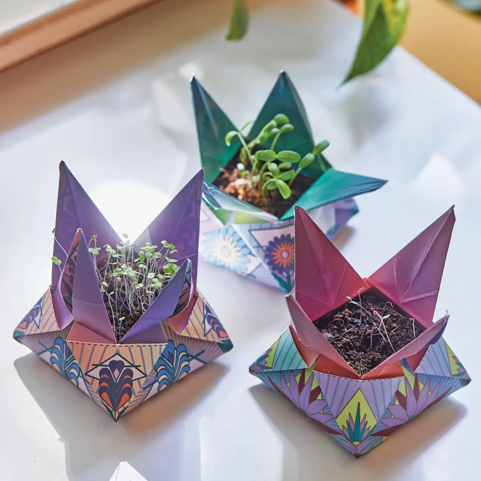 Cosmic Seed Kit Fire - Amaranthus - DECO Raleigh