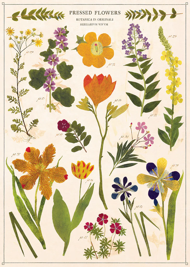 Cavallini Vintage Poster - Pressed Flowers - DECO Raleigh