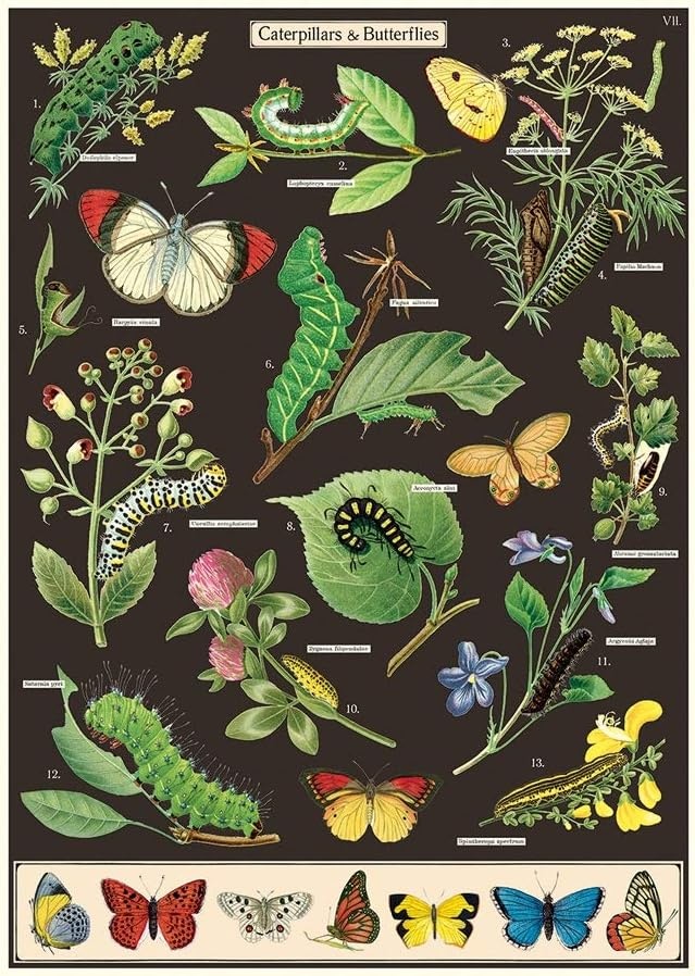 Cavallini Vintage Poster Caterpillars & Butterflies - DECO Raleigh