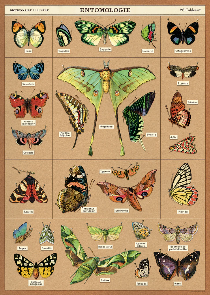 Cavallini Vintage Poster - Entomology - DECO Raleigh