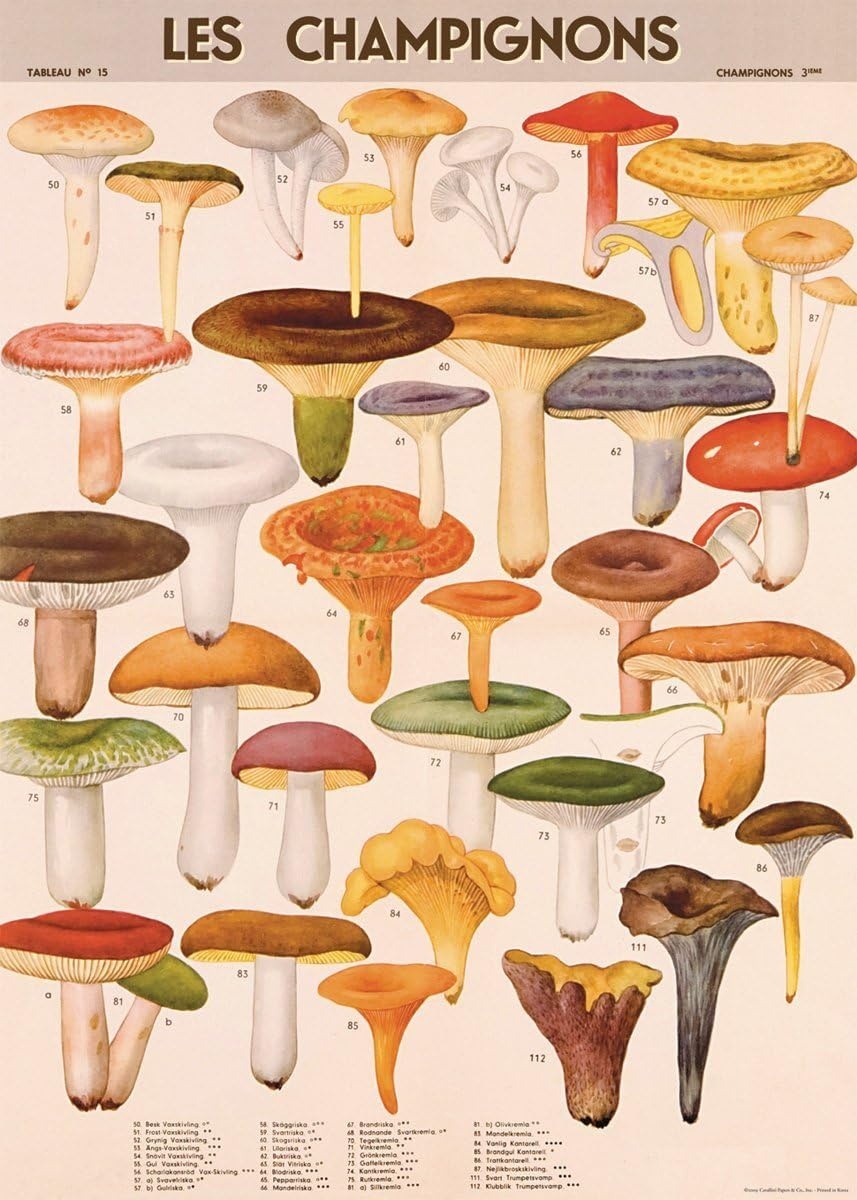 Cavallini Vintage Poster - Mushrooms - DECO Raleigh