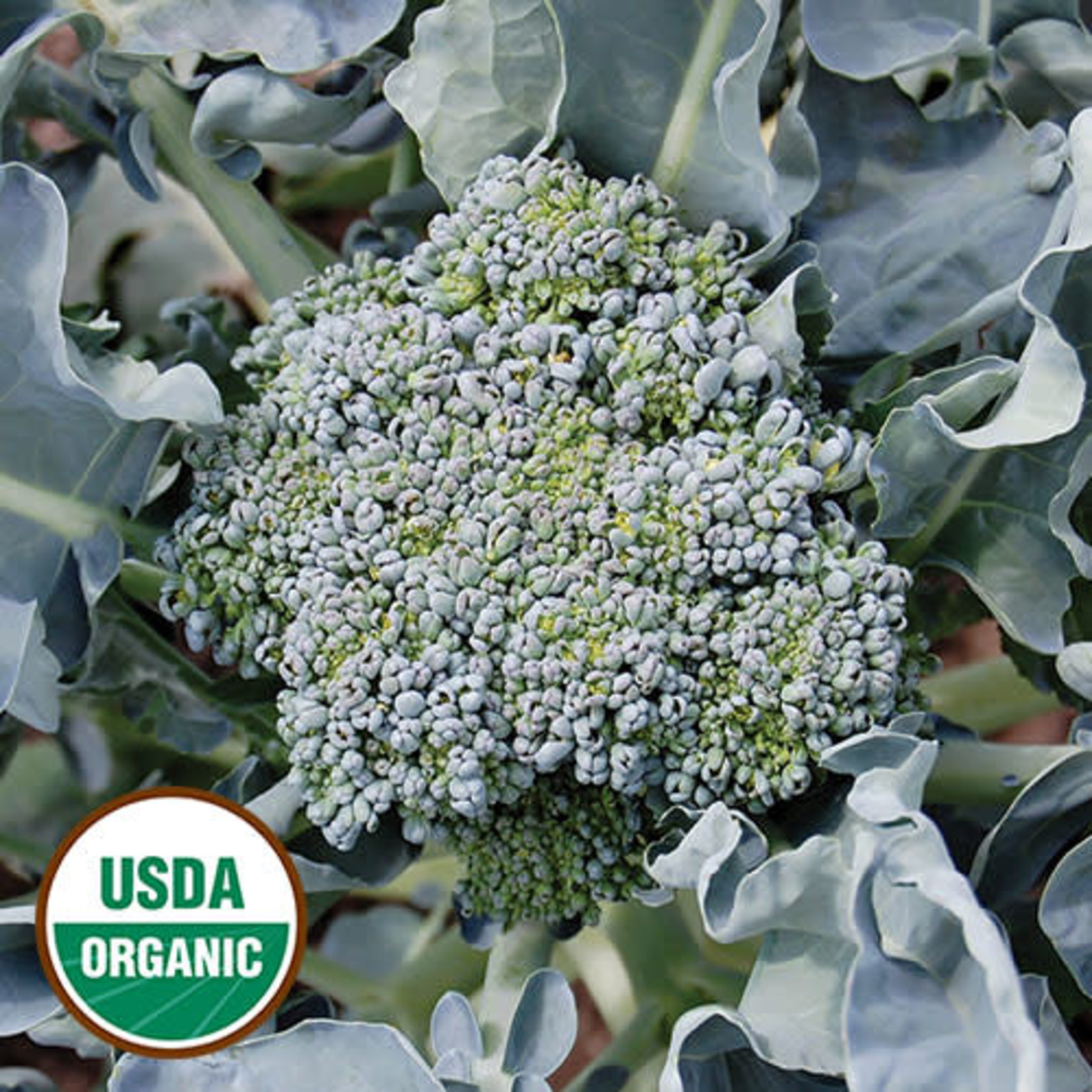 Seed Savers Calabrese Broccoli Seeds - South Dakota Agricultural ...