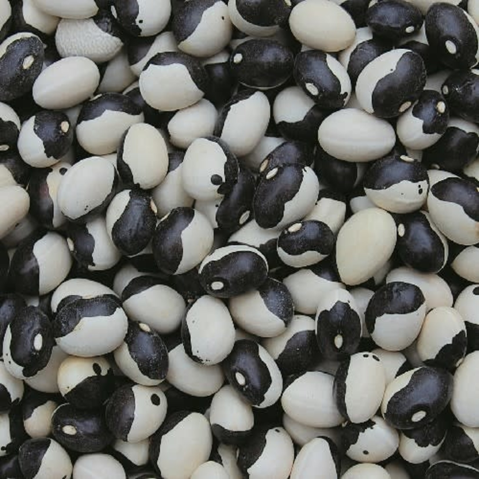 Seed Savers Calypso Bean - South Dakota Agricultural Heritage Museum Store