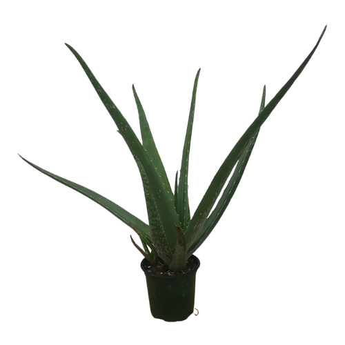 Aloe vera Aloe Plant - The Green Spot Brandon