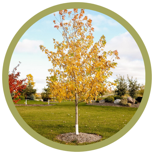 Acer saccharinum 'Silver Cloud' Silver Maple - The Green Spot Brandon