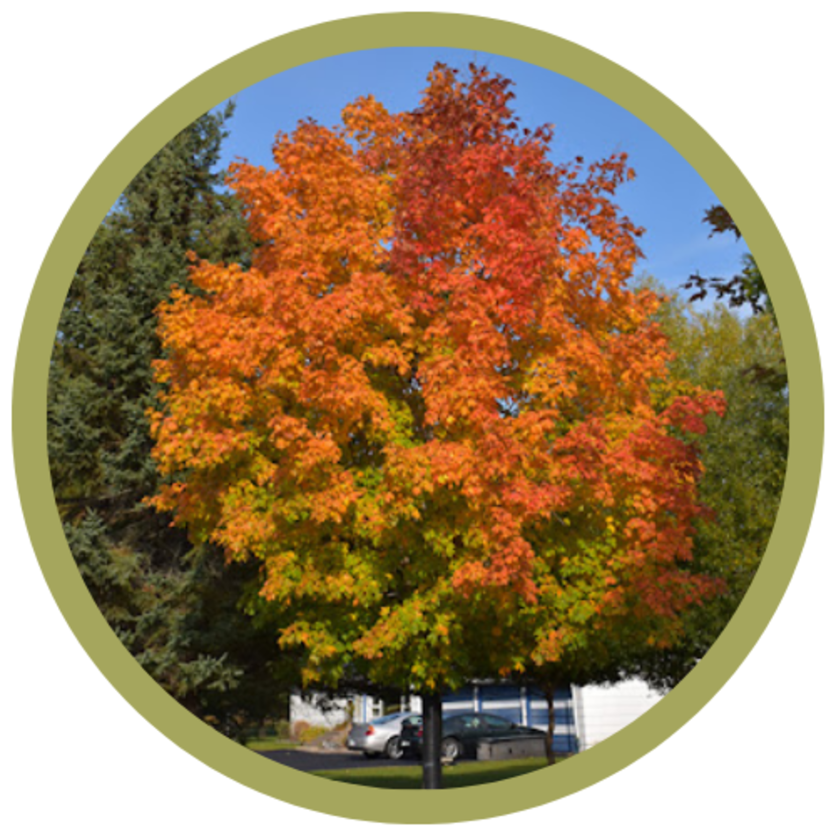 Acer saccharinum 'Unity' Sugar Maple - The Green Spot Brandon