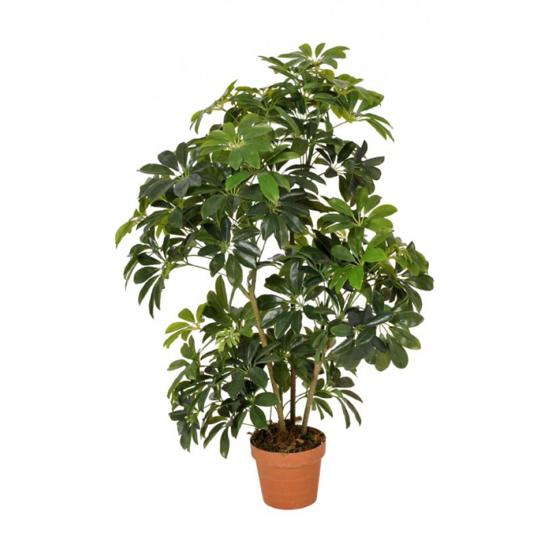 Artificial Schefflera Arboricola in Plastic Pot - 900 Leaves - The ...