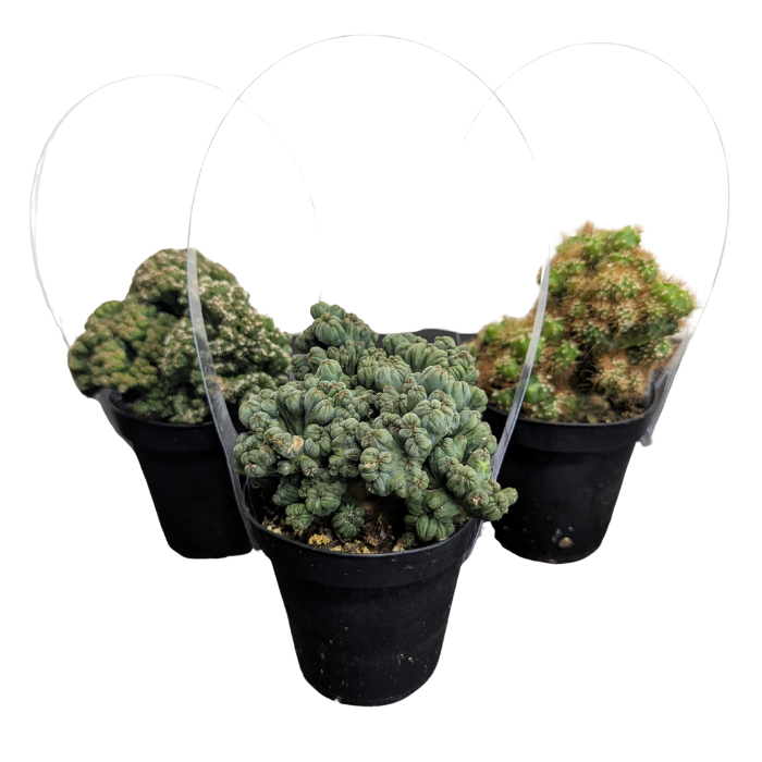 Monster Cactus Collection in 3.5"Ø Pot - The Green Spot Brandon