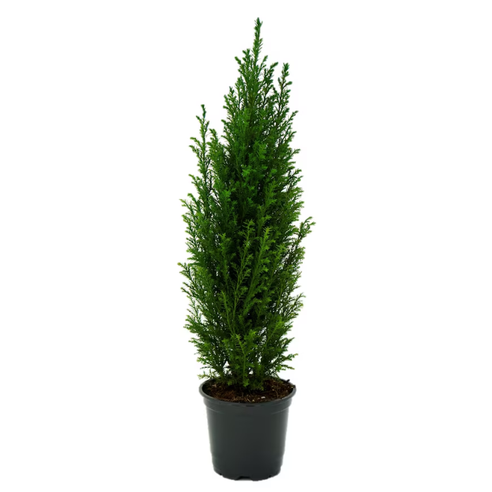 Cupressus sempervirens European Cypress - The Green Spot Brandon