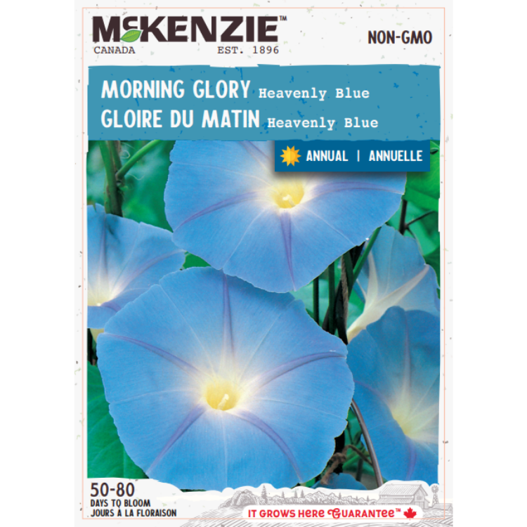 MK 2.49 F Morning Glory Heavenly Blue - The Green Spot Brandon
