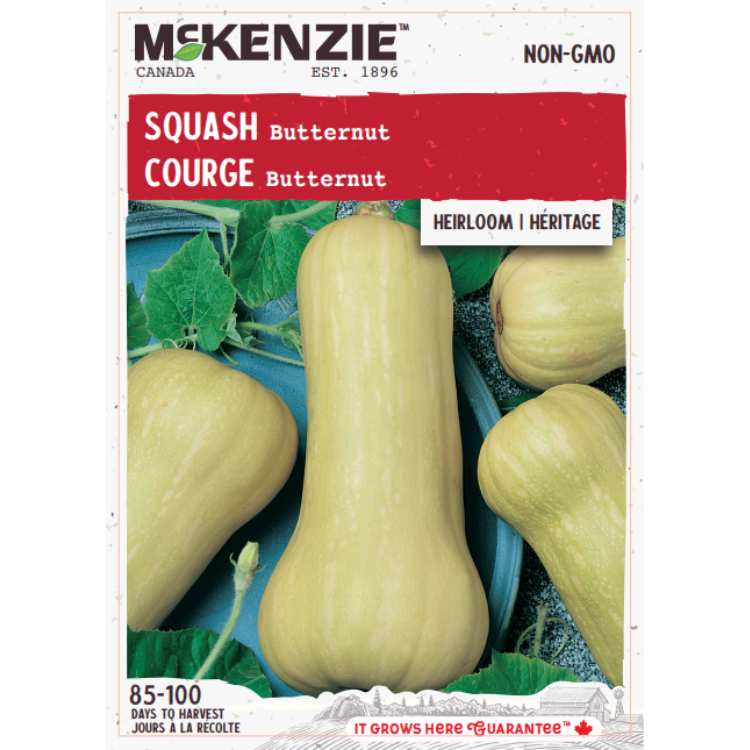 MK 2.79 V Squash Butternut - The Green Spot Brandon