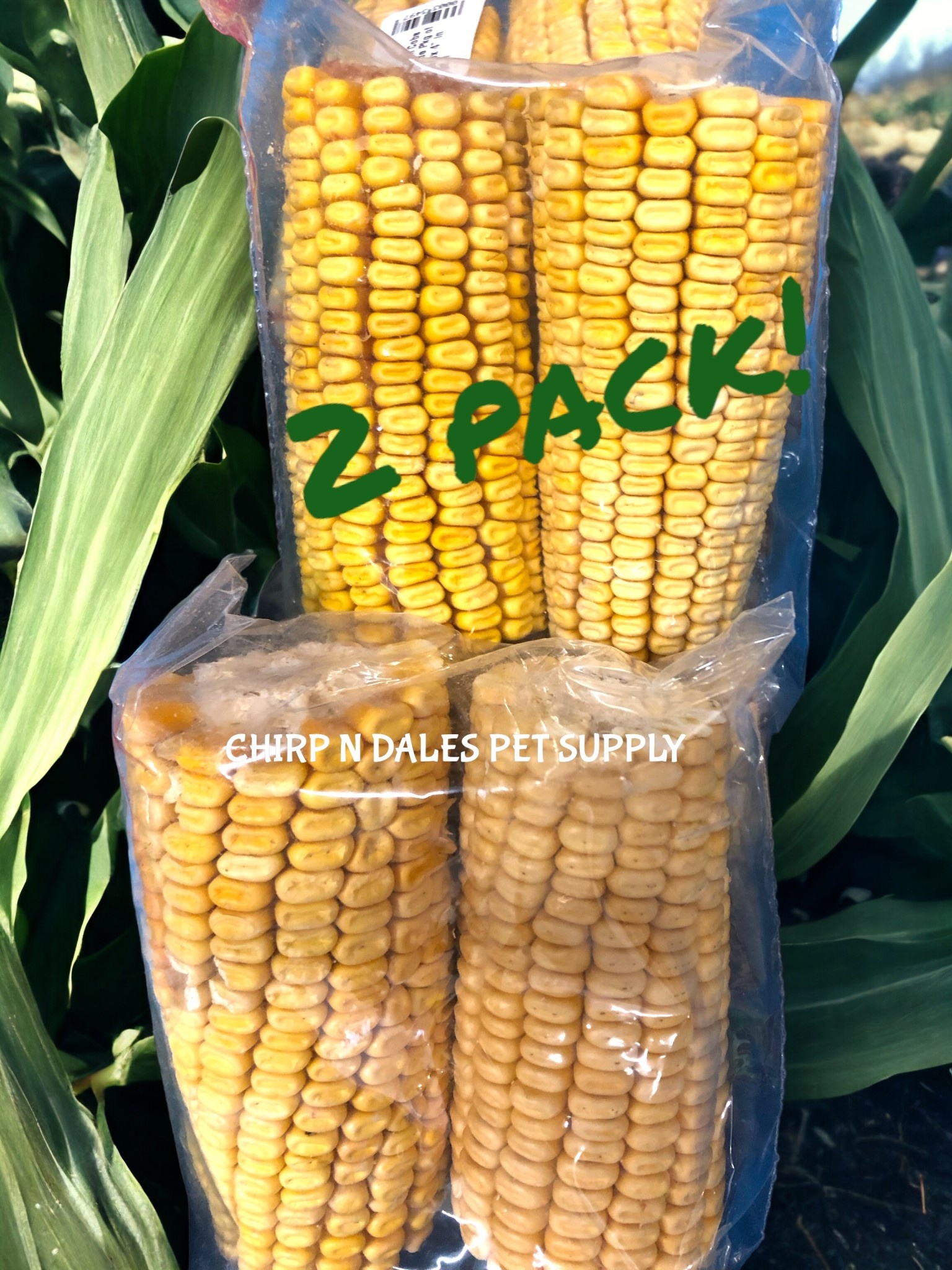 Dried Corn Cobs # 1 Grade Pkg of 2 Aprox 4" in length - Chirp N Dales Pet Supply