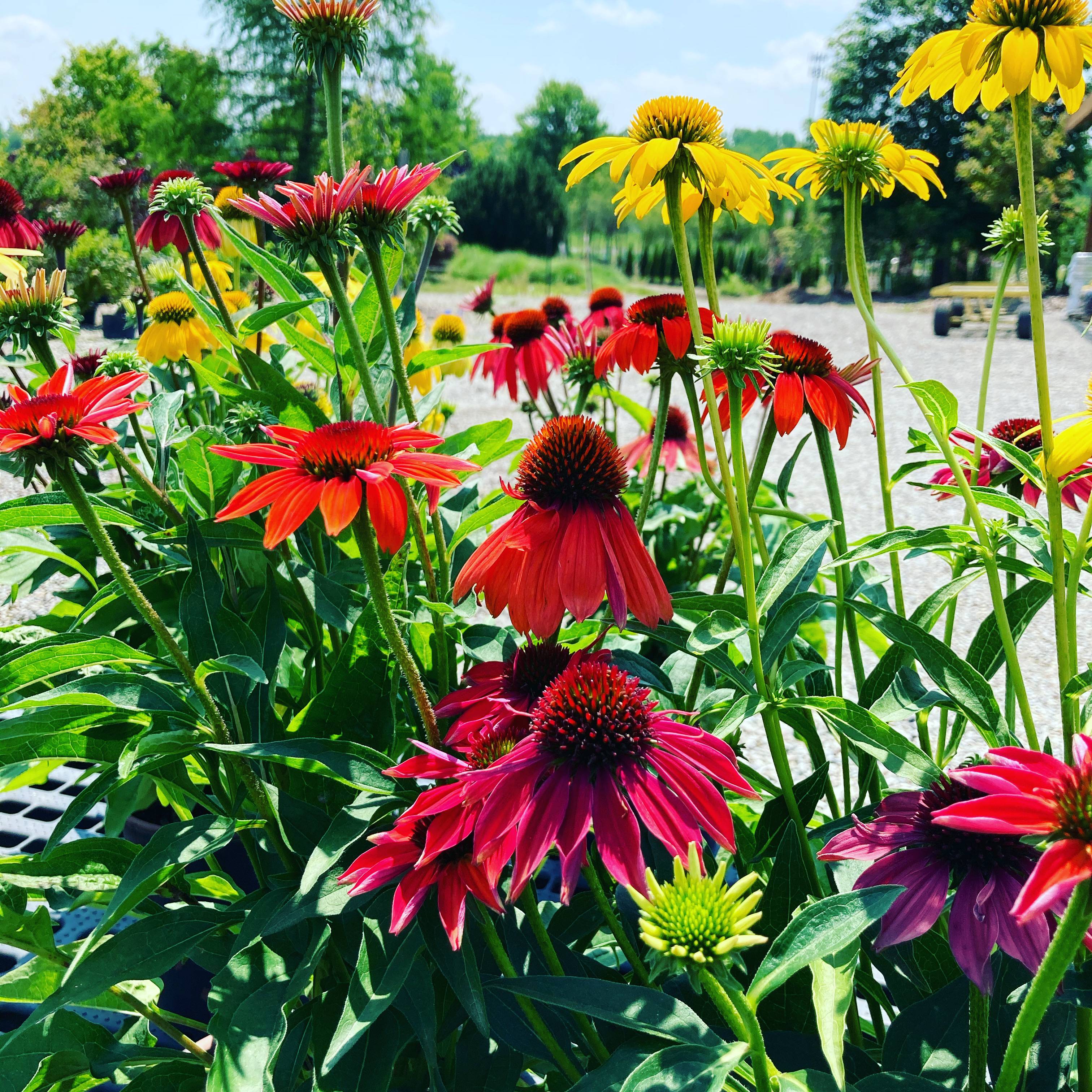 Lodi Farms - Lodi Farms