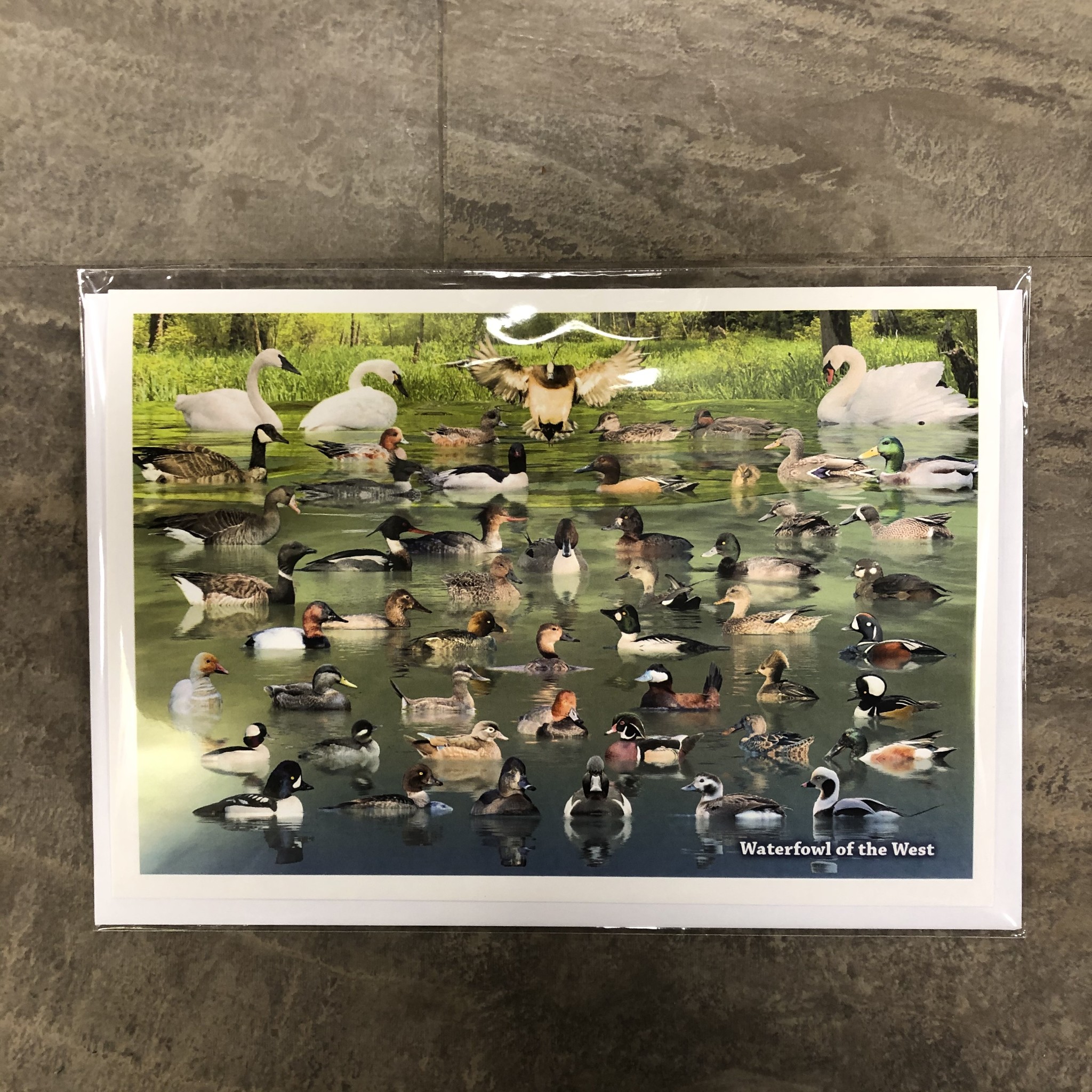 Field Guide Card - Waterfowl of the West - Backyard Birds Nature Shop