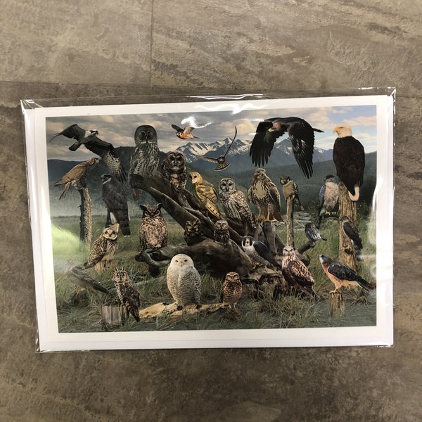 Placemats & Field Guide Cards - Backyard Birds Nature Shop