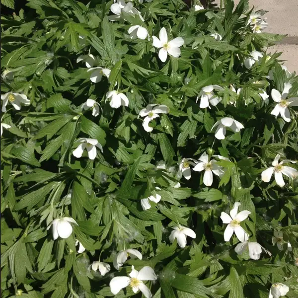 Wildflowers Seed Package - Canada Anemone - Backyard Birds Nature Shop