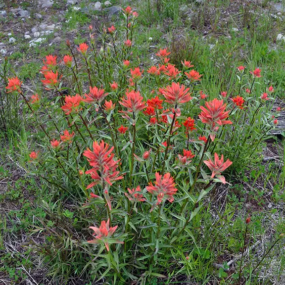 Wildflowers Seed Package - Indian Paintbrush - Backyard Birds Nature Shop
