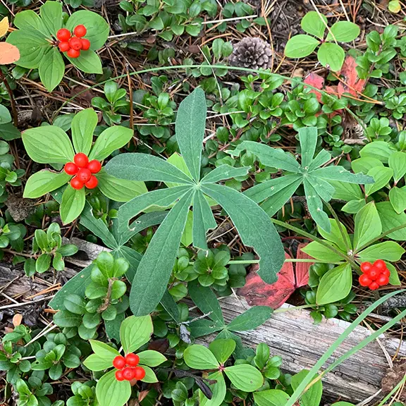 Wildflowers Seed Package - Bunchberry - Backyard Birds Nature Shop