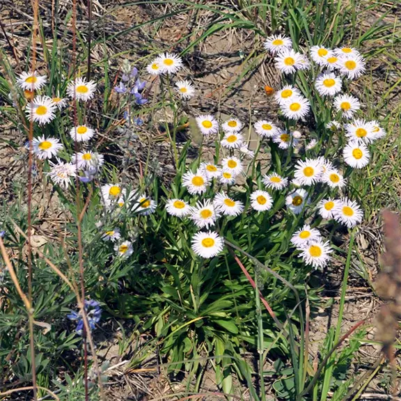Wildflowers Seed Package - Smooth Fleabane - Backyard Birds Nature Shop