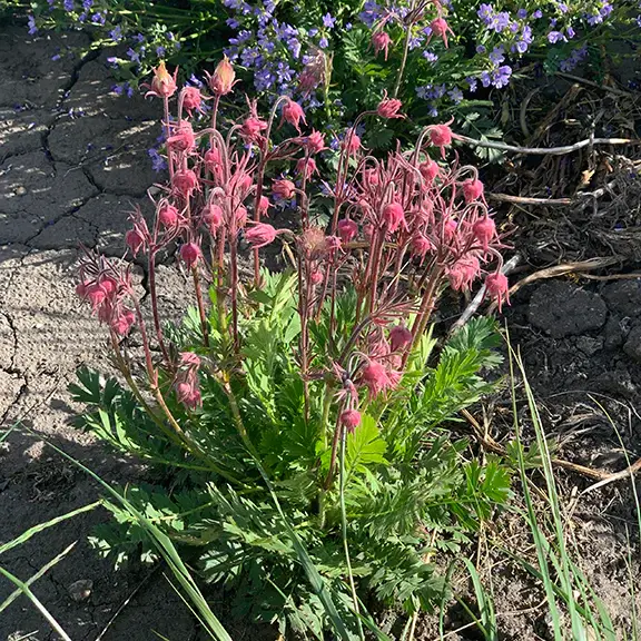 Wildflowers Seed Package - Three Flowered Avens - Backyard Birds Nature ...