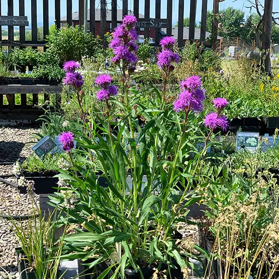 Wildflowers Seed Package - Meadow Blazing Star - Backyard Birds Nature Shop