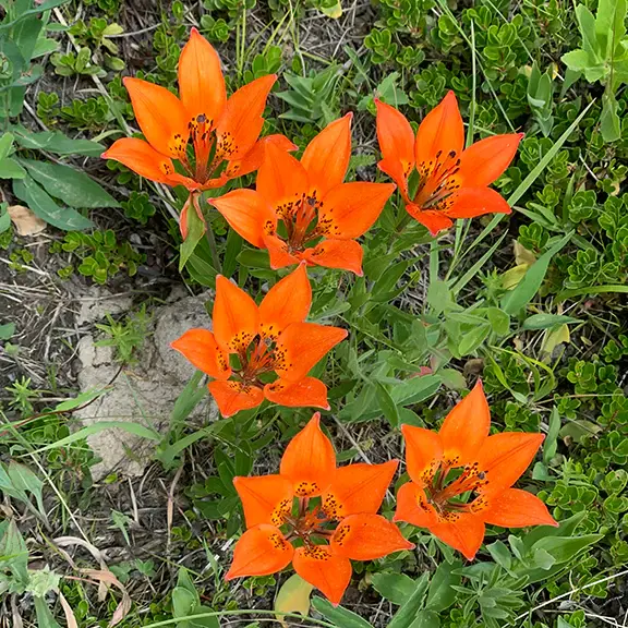 Wildflowers Seed Package - Wood Lily - Backyard Birds Nature Shop