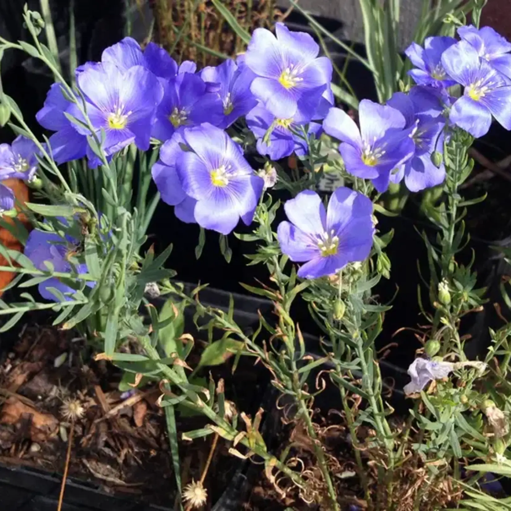 Wildflowers Seed Package - Blue Flax - Backyard Birds Nature Shop