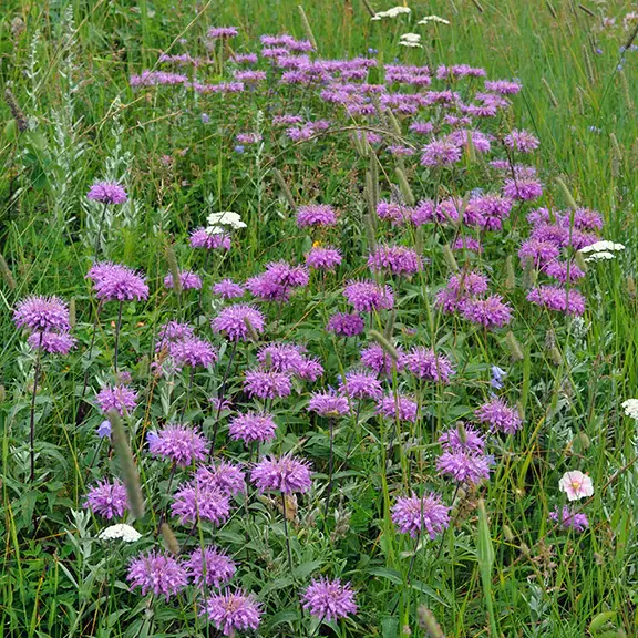 Wildflowers Seed Package - Wild Bergamot - Backyard Birds Nature Shop