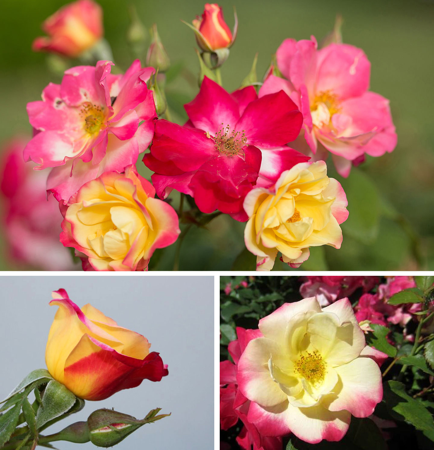 Campfire Rose - ct #2 - TC Nursery