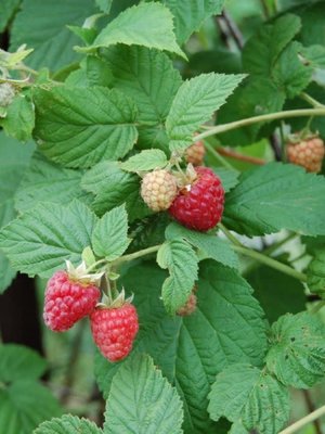 Small Fruits - TC Nursery