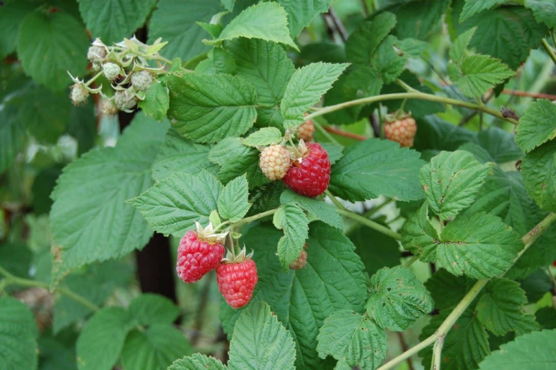 Boyne Raspberry - TC Nursery