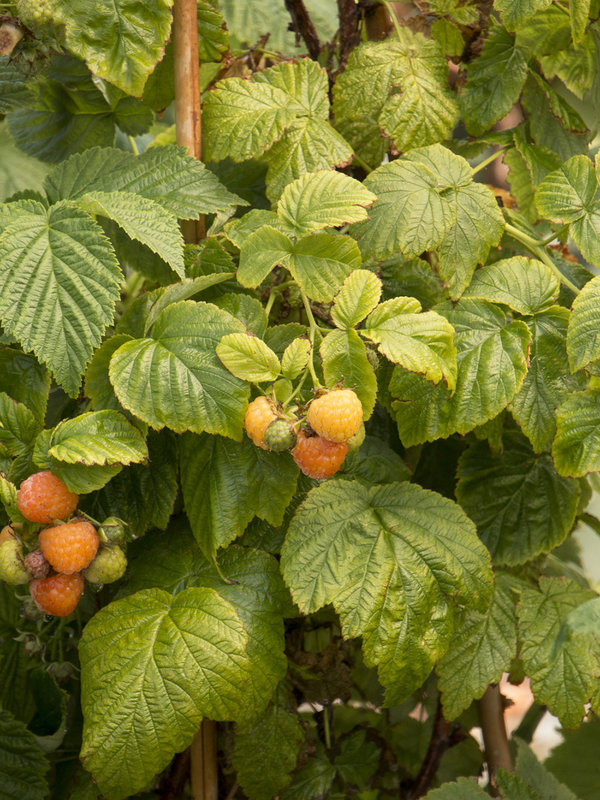 Raspberry - TC Nursery