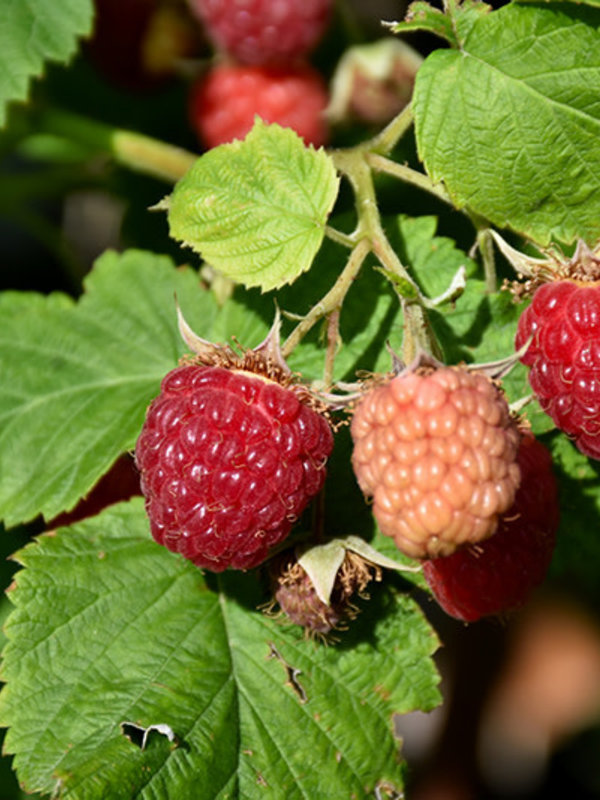 Raspberry - TC Nursery
