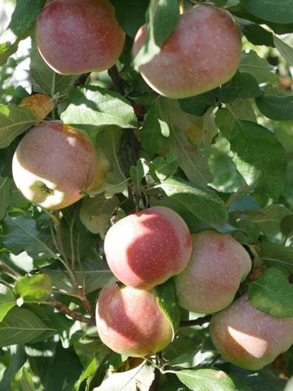 Crabapple Trees - TC Nursery