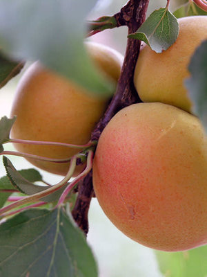 Apricot Trees - TC Nursery