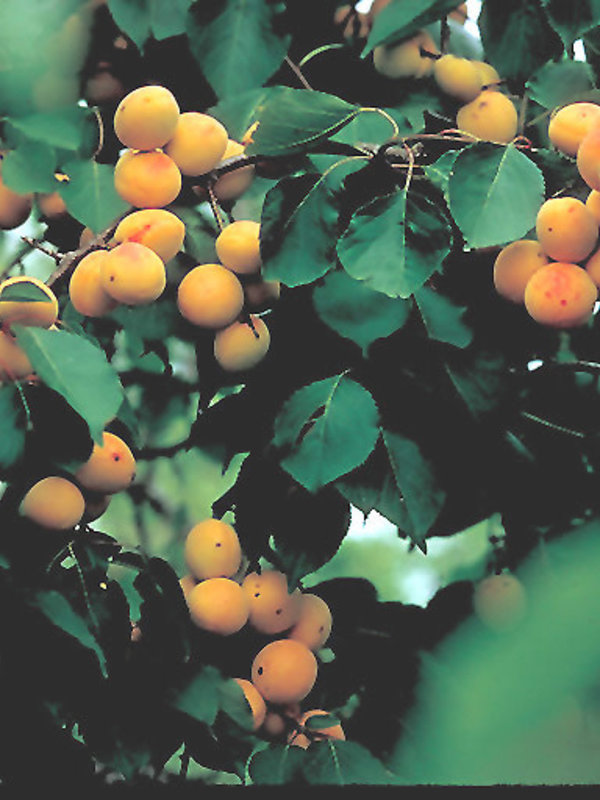 Apricot Trees - TC Nursery