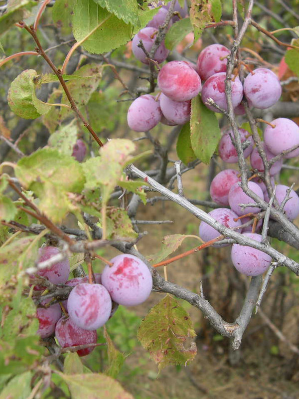 Plum Trees - TC Nursery