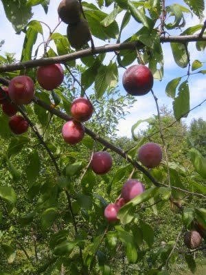 Fruit Trees - TC Nursery